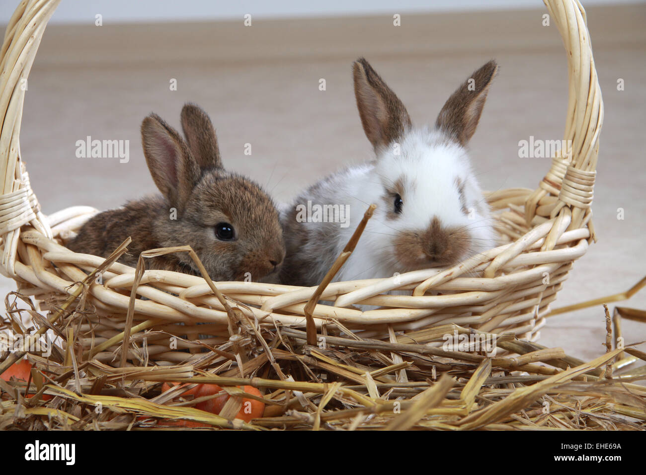 2 young rabbits Stock Photo - Alamy