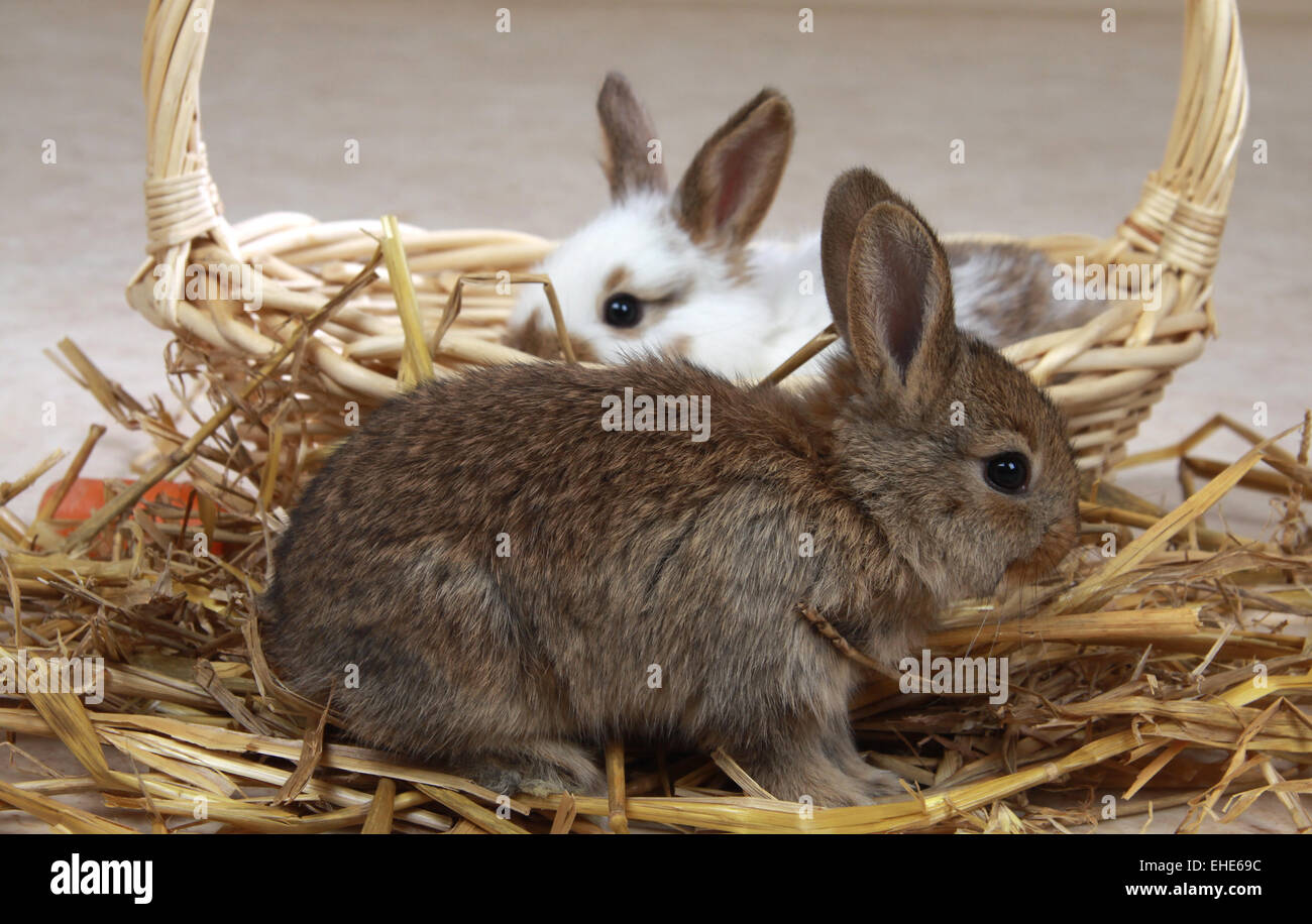 2 young rabbits Stock Photo - Alamy