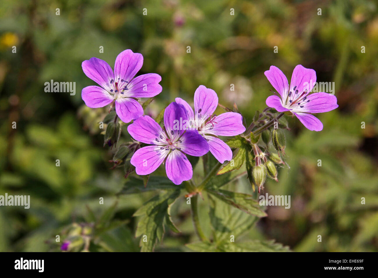 Geranium palustre, Marsh Cranesbill Stock Photo - Alamy