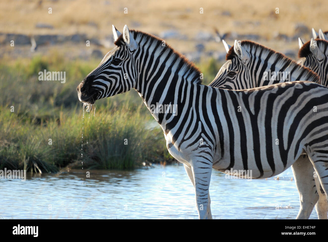 Grevyzebra hi-res stock photography and images - Alamy