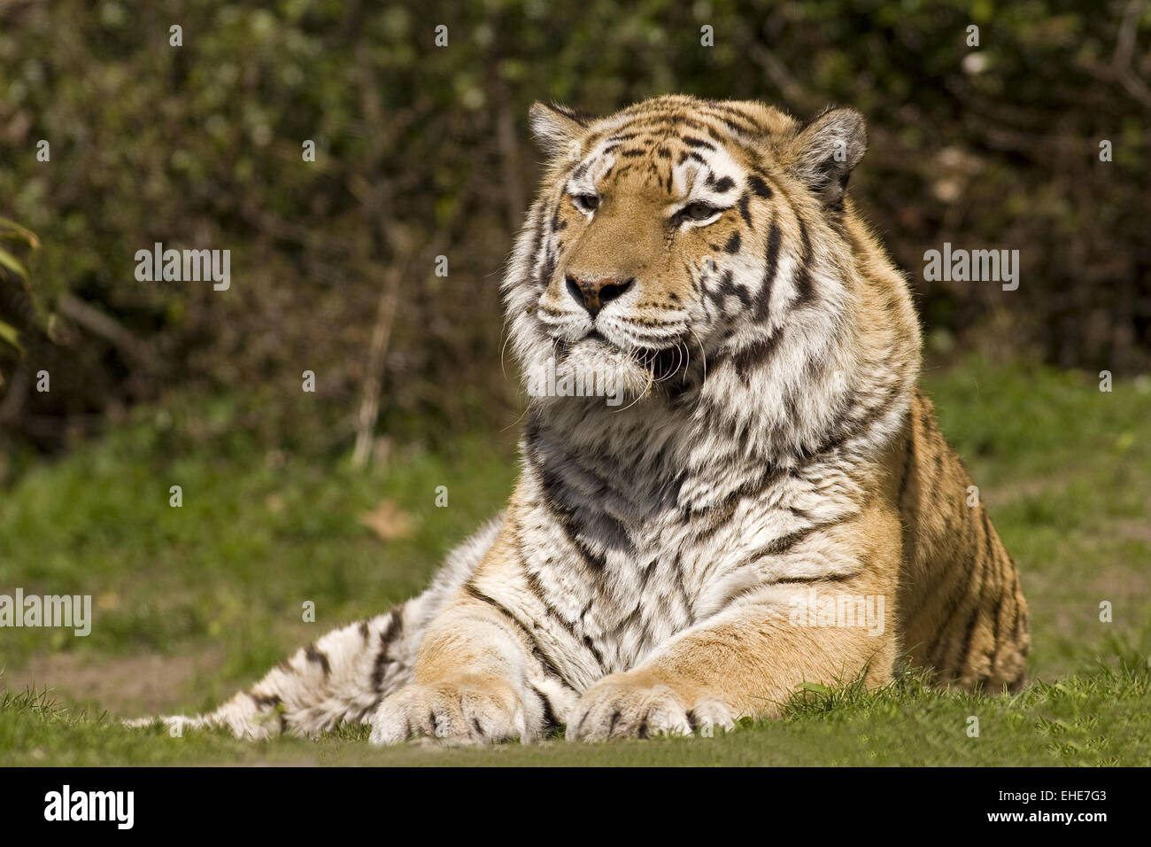 Sibirische fauna hi-res stock photography and images - Alamy