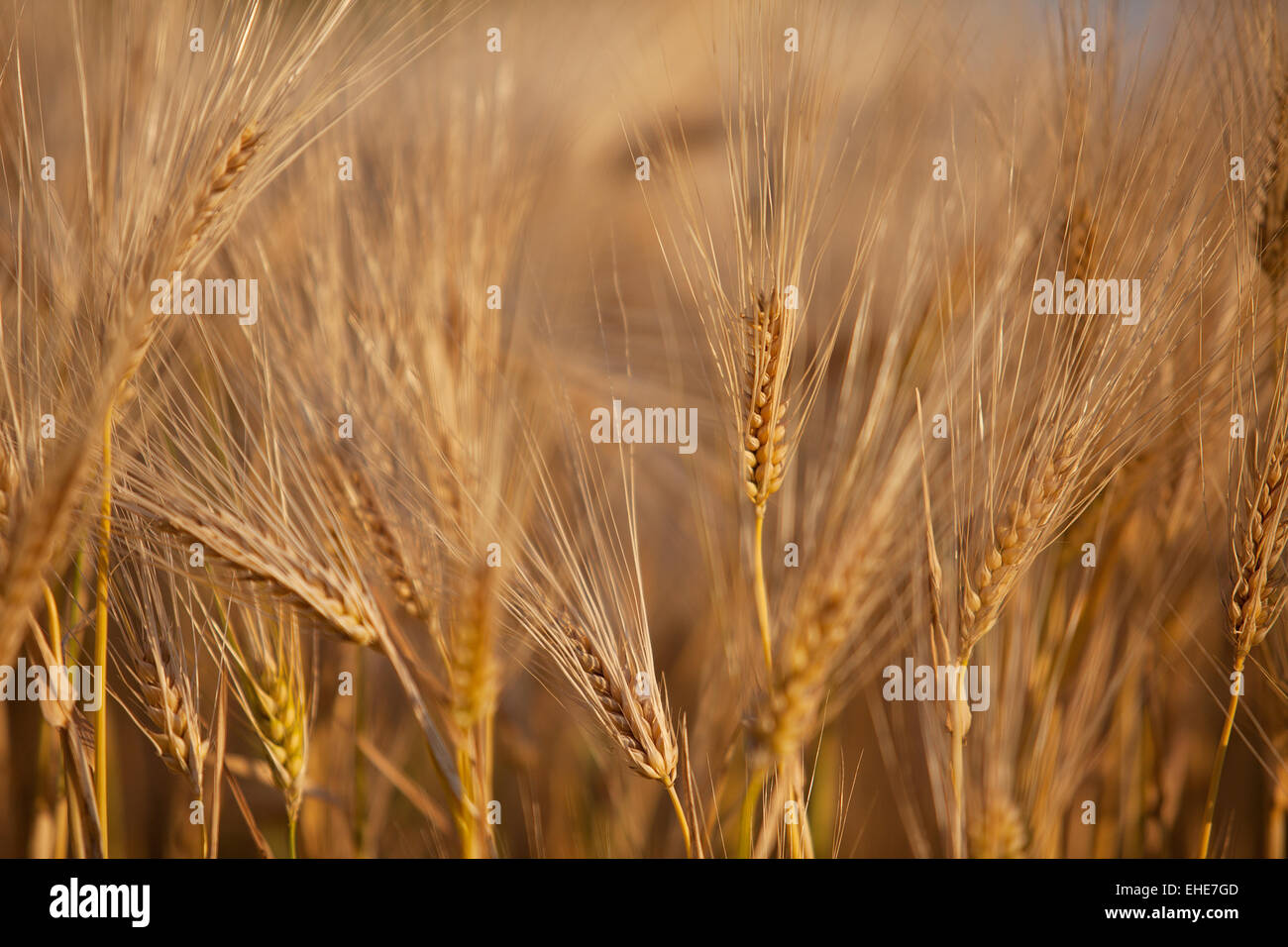 Weizenfelder im Sommer Stock Photo - Alamy