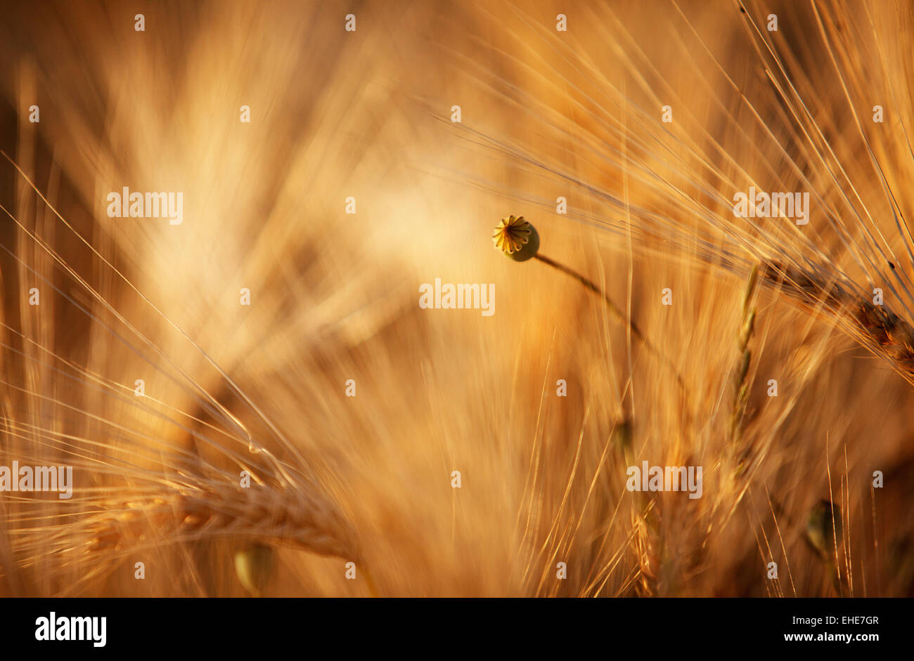 Gold weizenfelder hi-res stock photography and images - Alamy