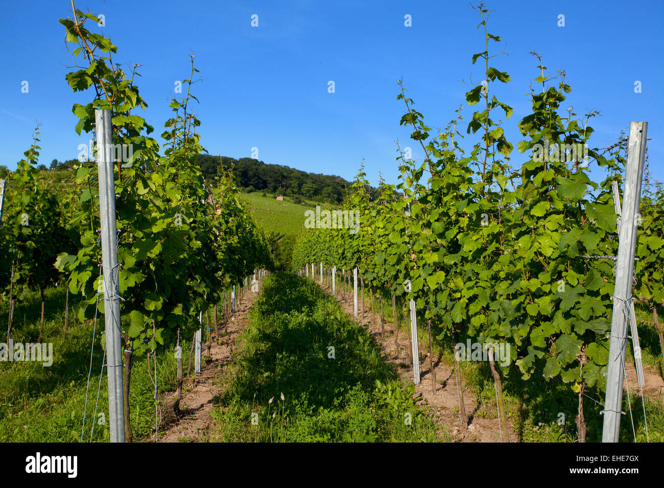 Weinreben wachsen hi-res stock photography and images - Alamy