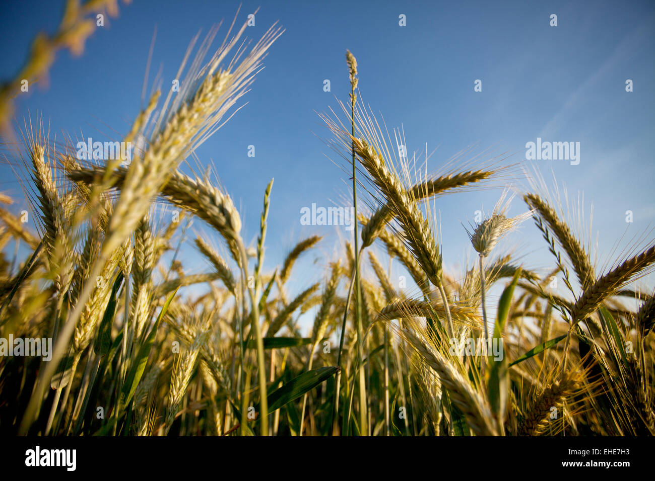 Weizenfelder im Sommer Stock Photo - Alamy