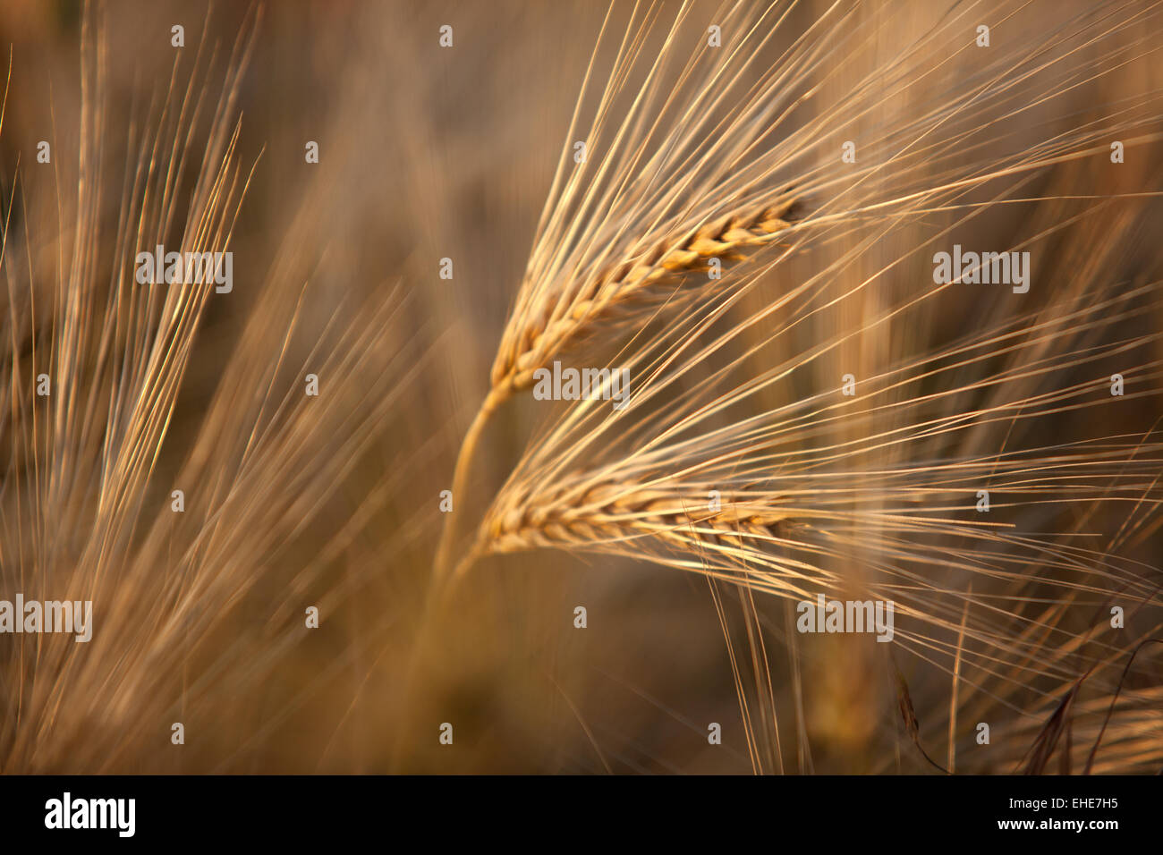 Weizenfelder im Sommer Stock Photo - Alamy