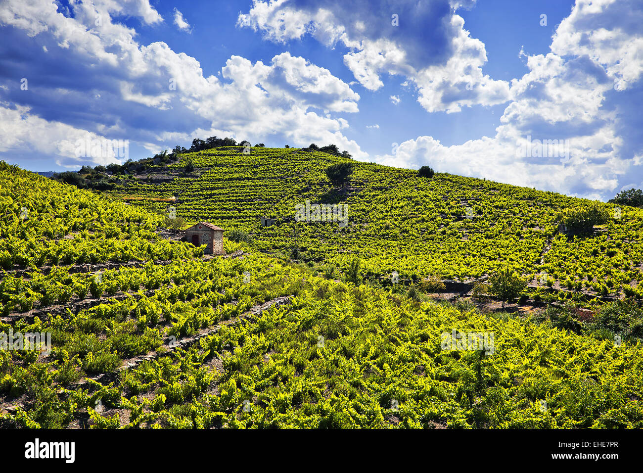 Languedoc roussillon vineyard wine hi-res stock photography and images ...