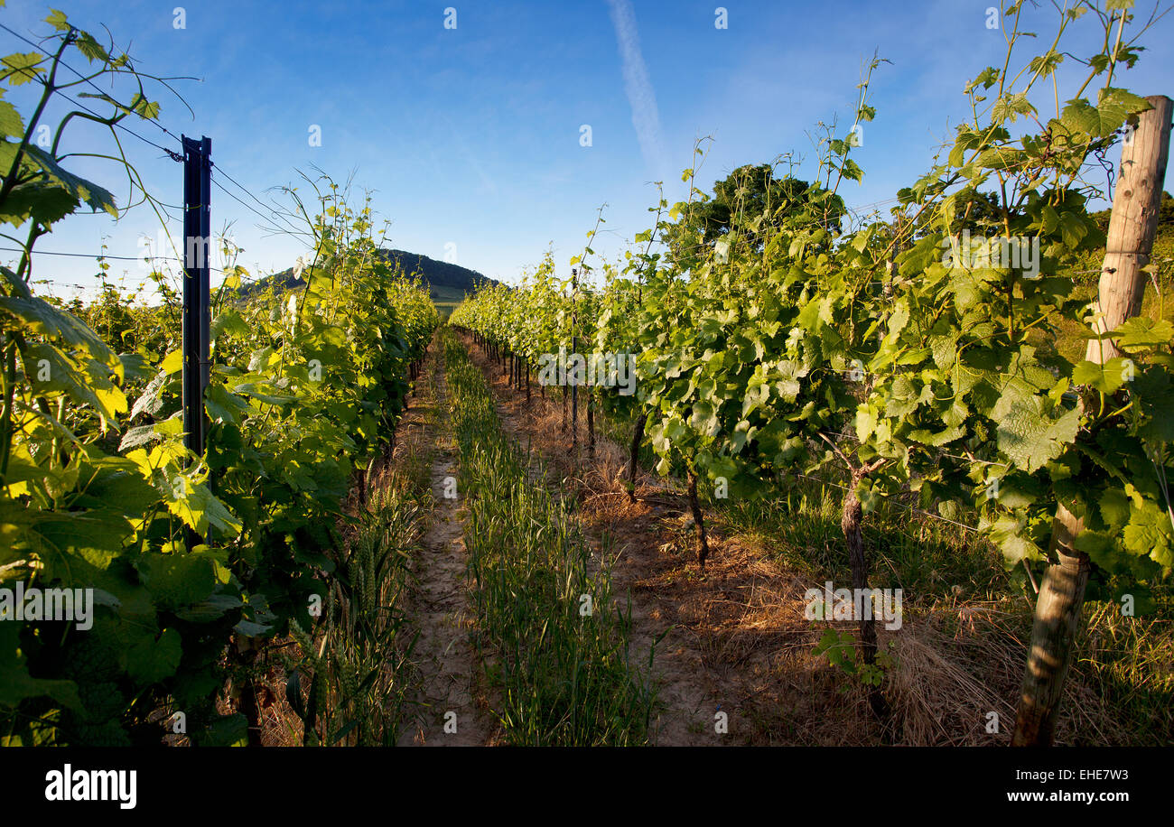 Weinberge deutschland grape hi-res stock photography and images - Alamy