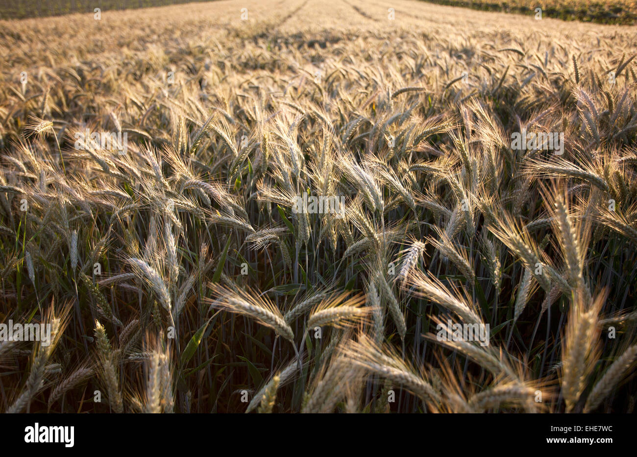 Weizenfelder im Sommer Stock Photo - Alamy