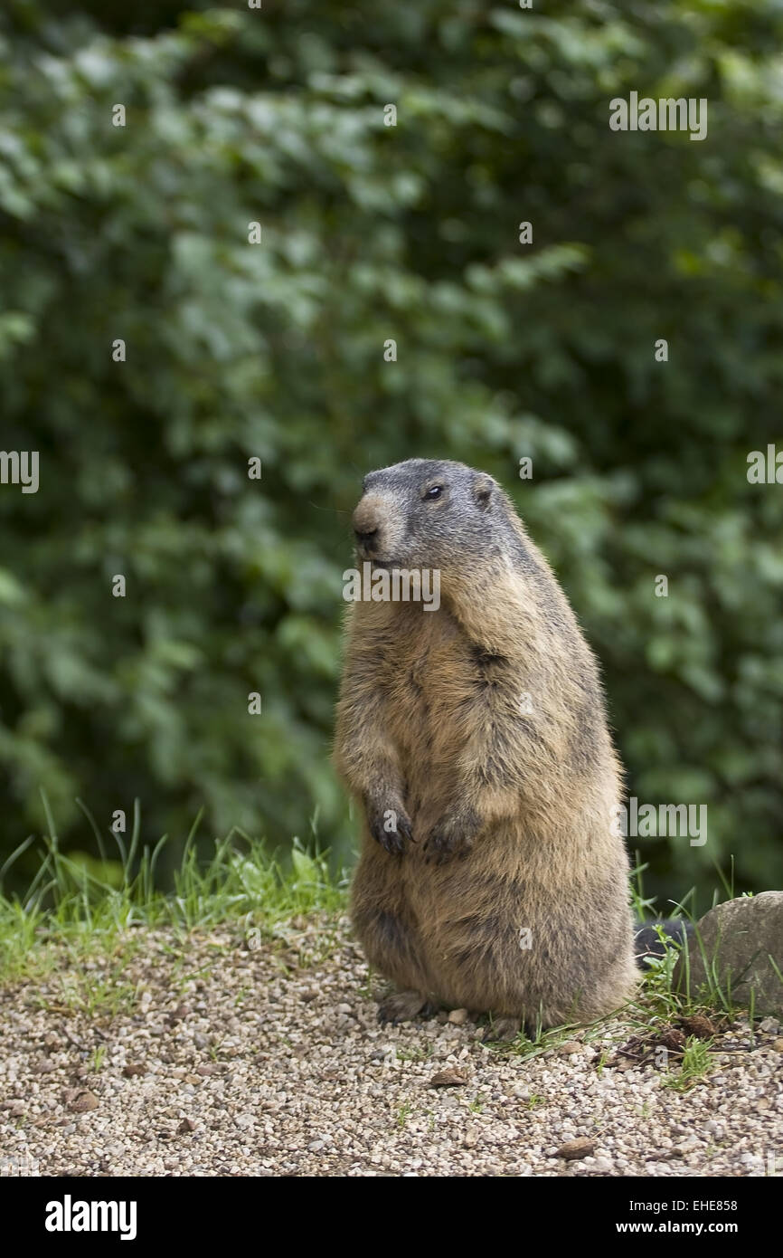 Alpine marmots marmota sitting hi-res stock photography and images - Alamy