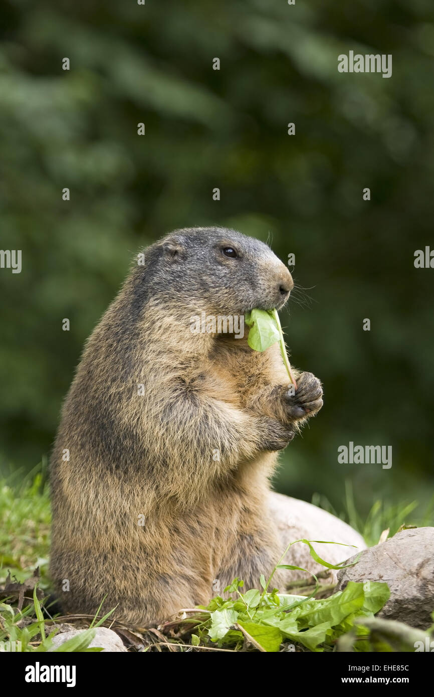 Alpine marmots marmota sitting hi-res stock photography and images - Alamy