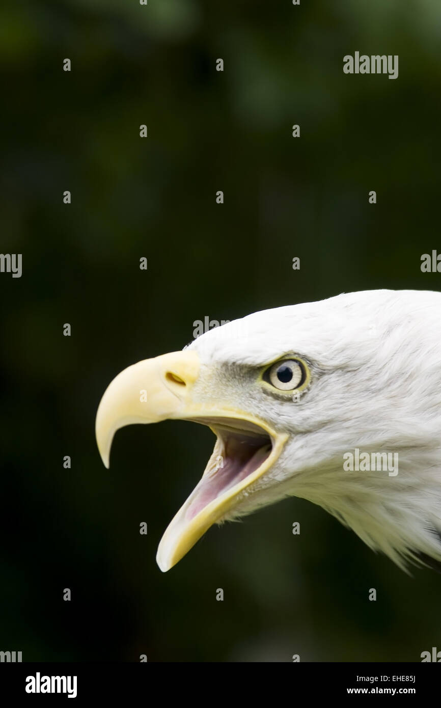 Offene Schnabel High Resolution Stock Photography and Images - Alamy