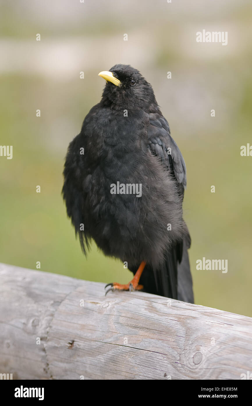 Grossglockner and chough pyrrhocorax graculus hi-res stock photography ...