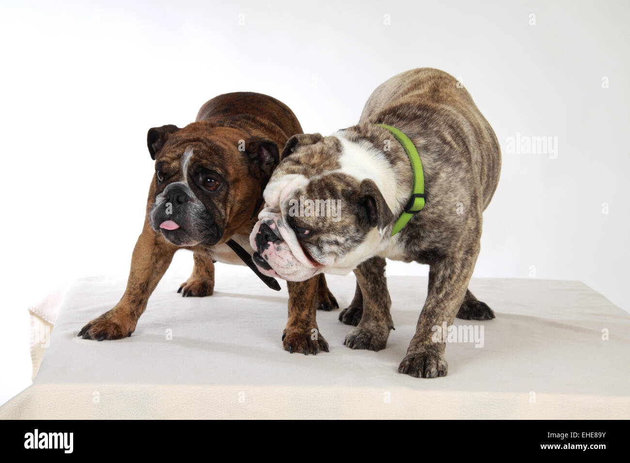 Two English Bulldog Stock Photo - Alamy