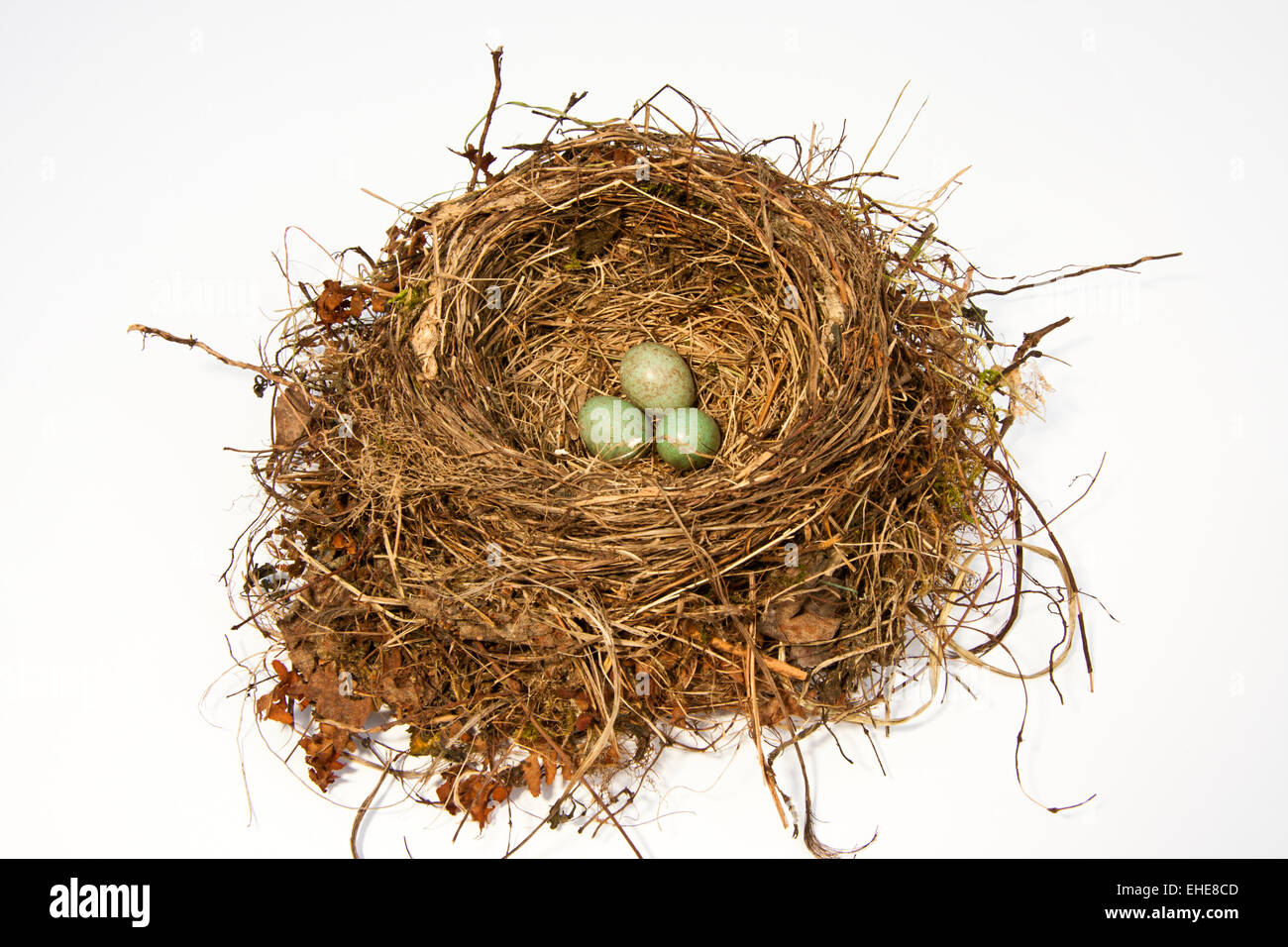 Vogelnest hi-res stock photography and images - Alamy