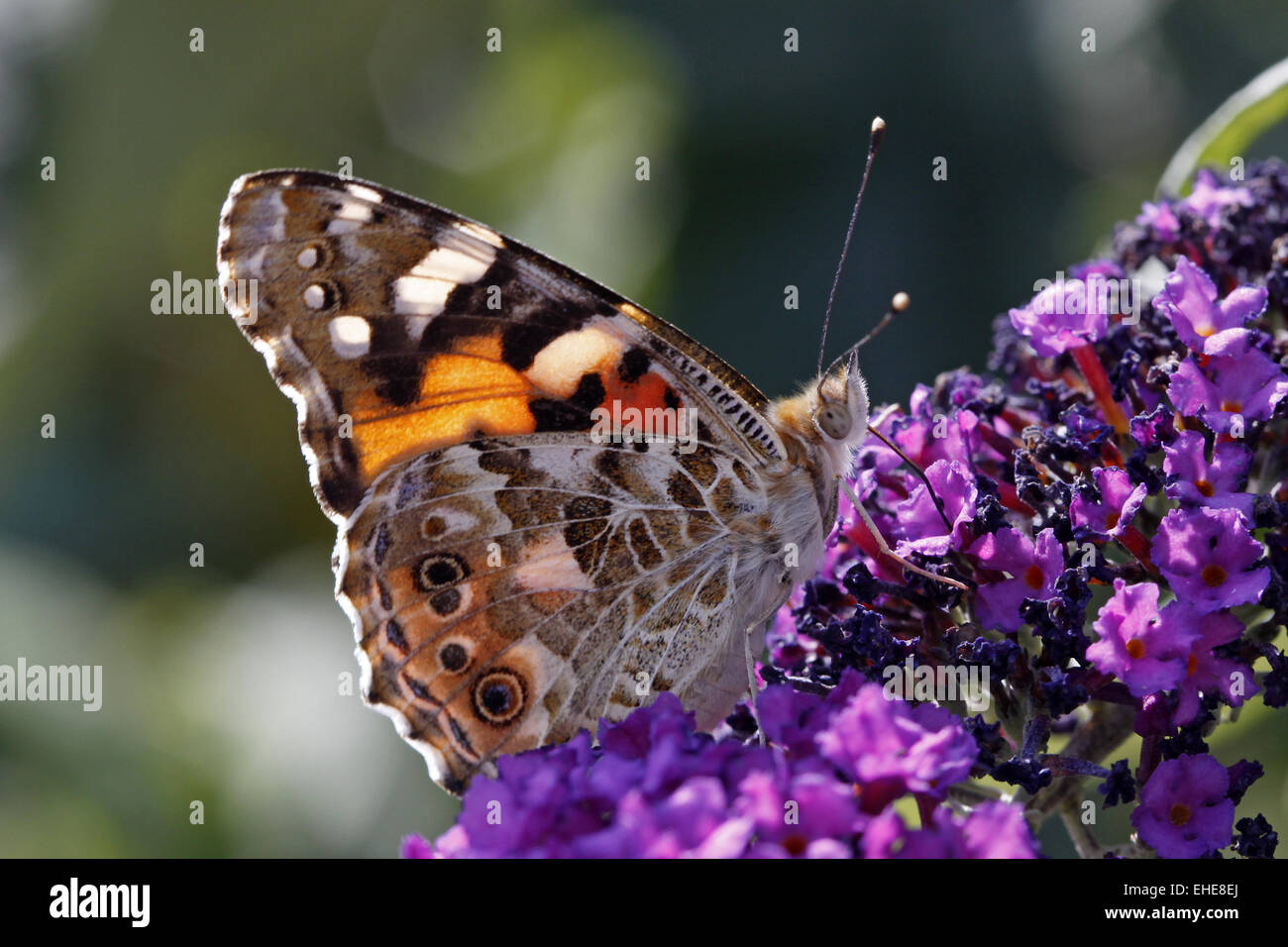 L davidii hi-res stock photography and images - Alamy