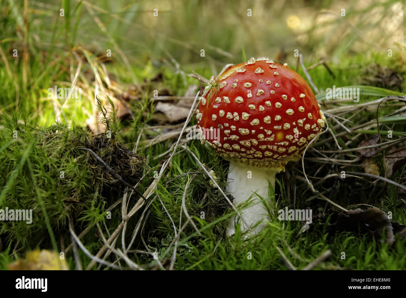 Pilzfoto hi-res stock photography and images - Alamy
