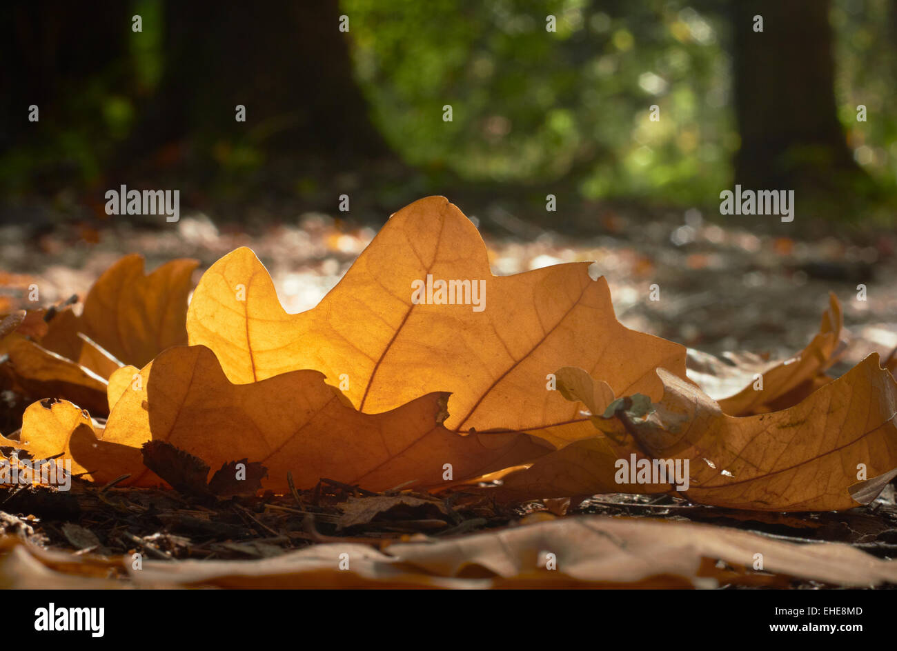 The oak leaves fall to the forest trail Stock Photo - Alamy