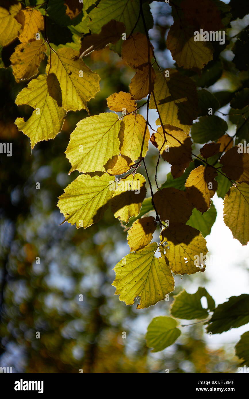 Hazel tree autumn hi-res stock photography and images - Alamy