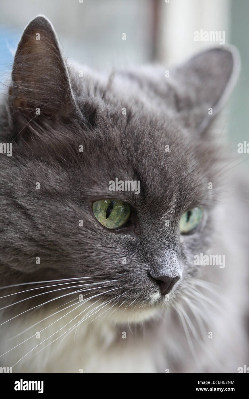 Angry cat claws hi-res stock photography and images - Alamy