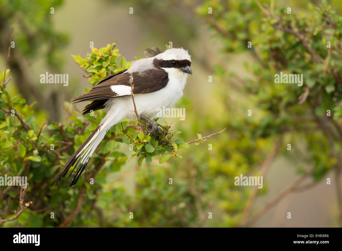 Lanius hi-res stock photography and images - Alamy