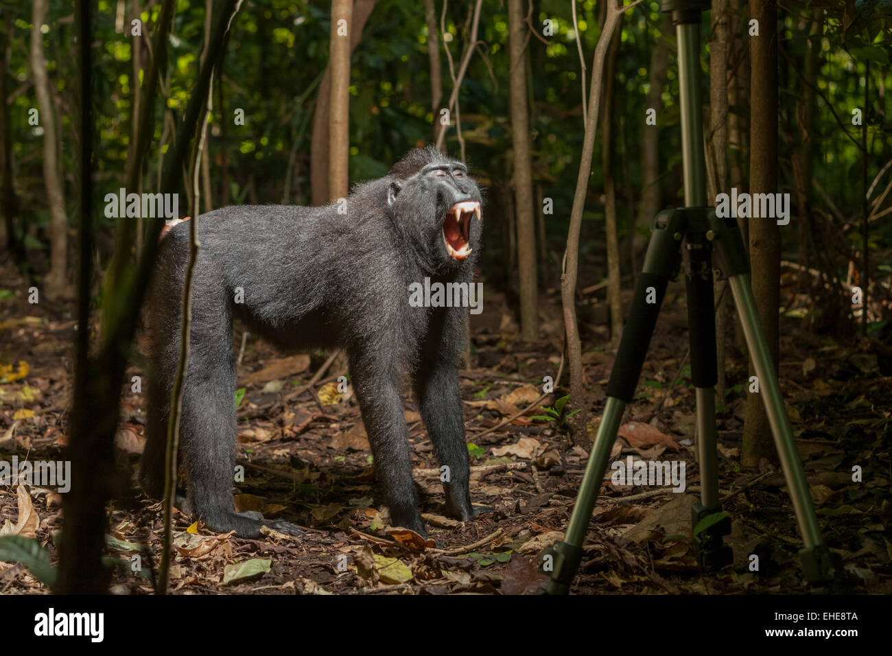 Macaque teeth display hi-res stock photography and images - Alamy
