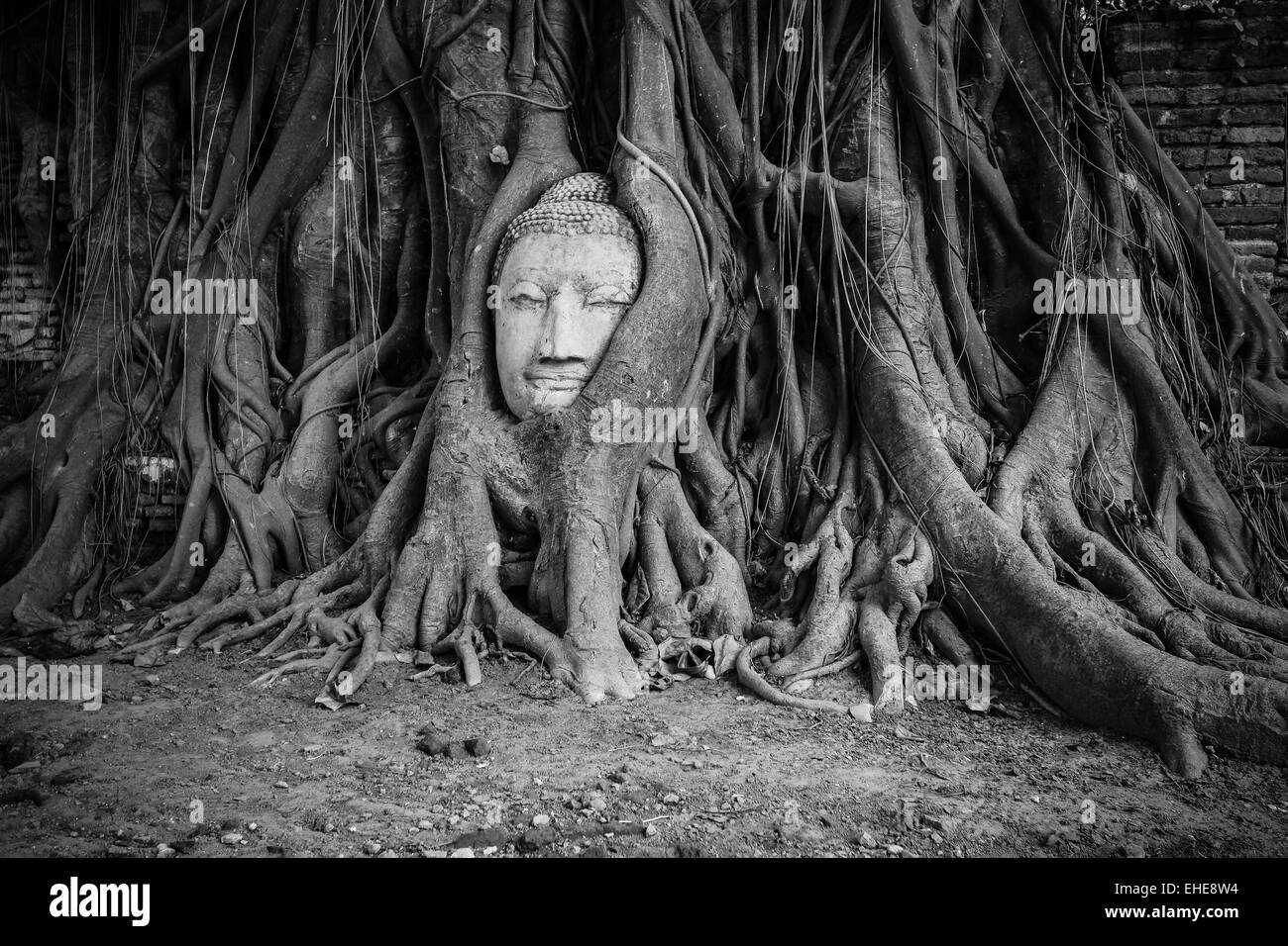 Buddha tree leaves Black and White Stock Photos & Images - Alamy