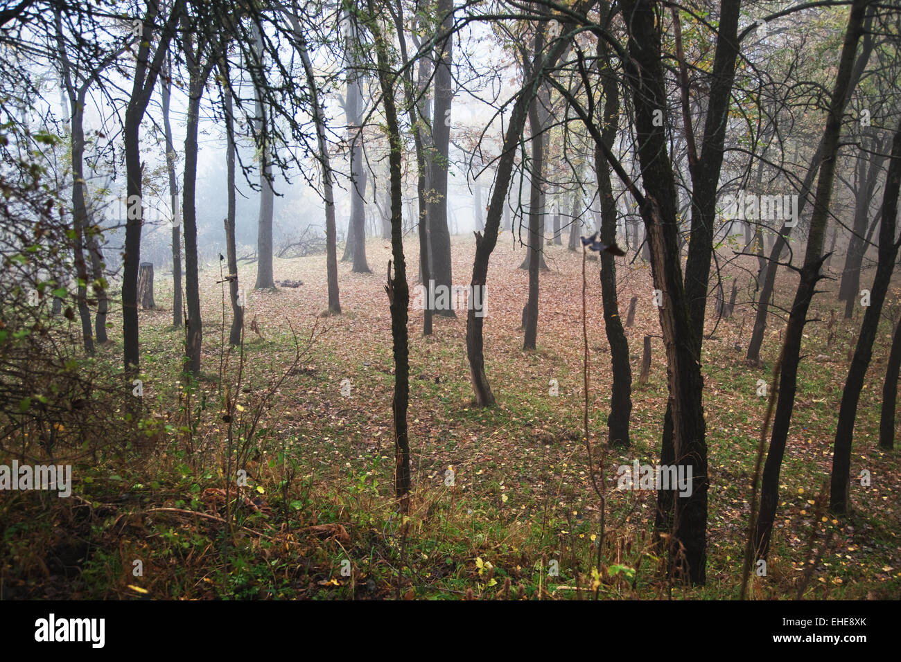 Mystery forest hi-res stock photography and images - Alamy