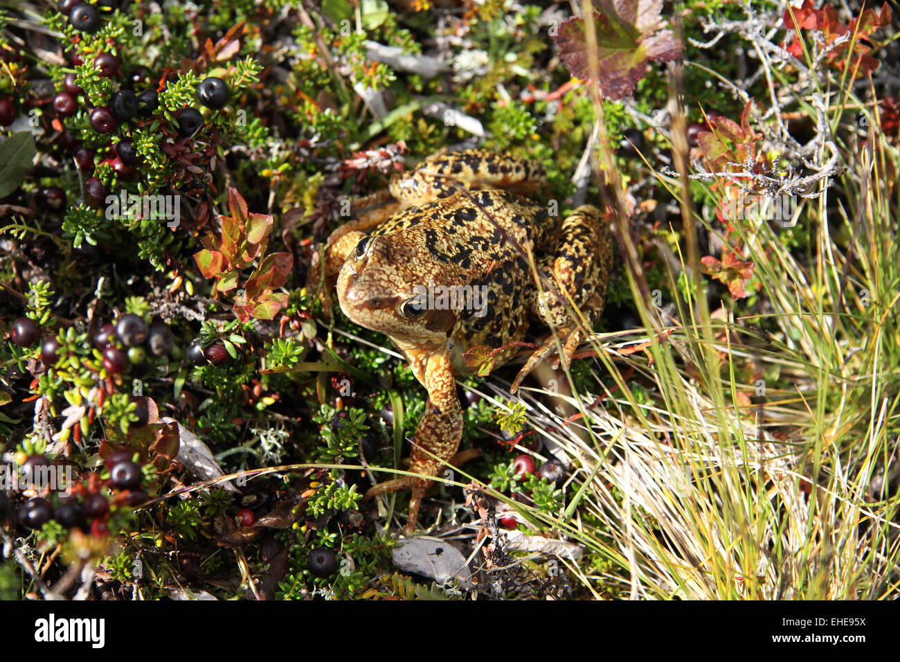 Olm amphibian hi-res stock photography and images - Alamy