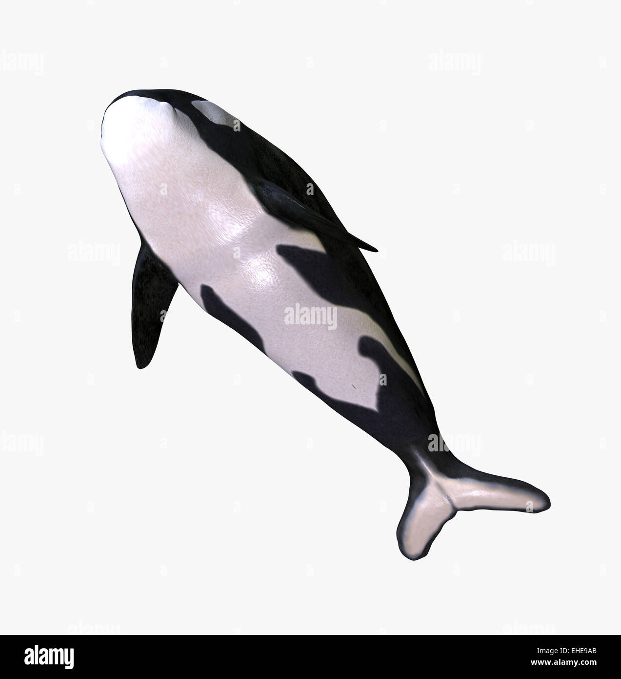 Digital orca Cut Out Stock Images & Pictures - Alamy