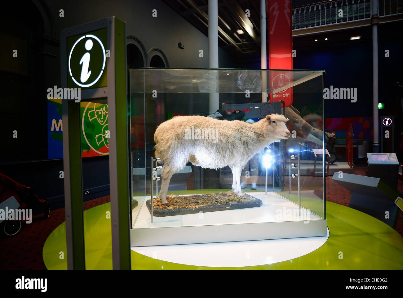 Dolly sheep hi-res stock photography and images - Alamy