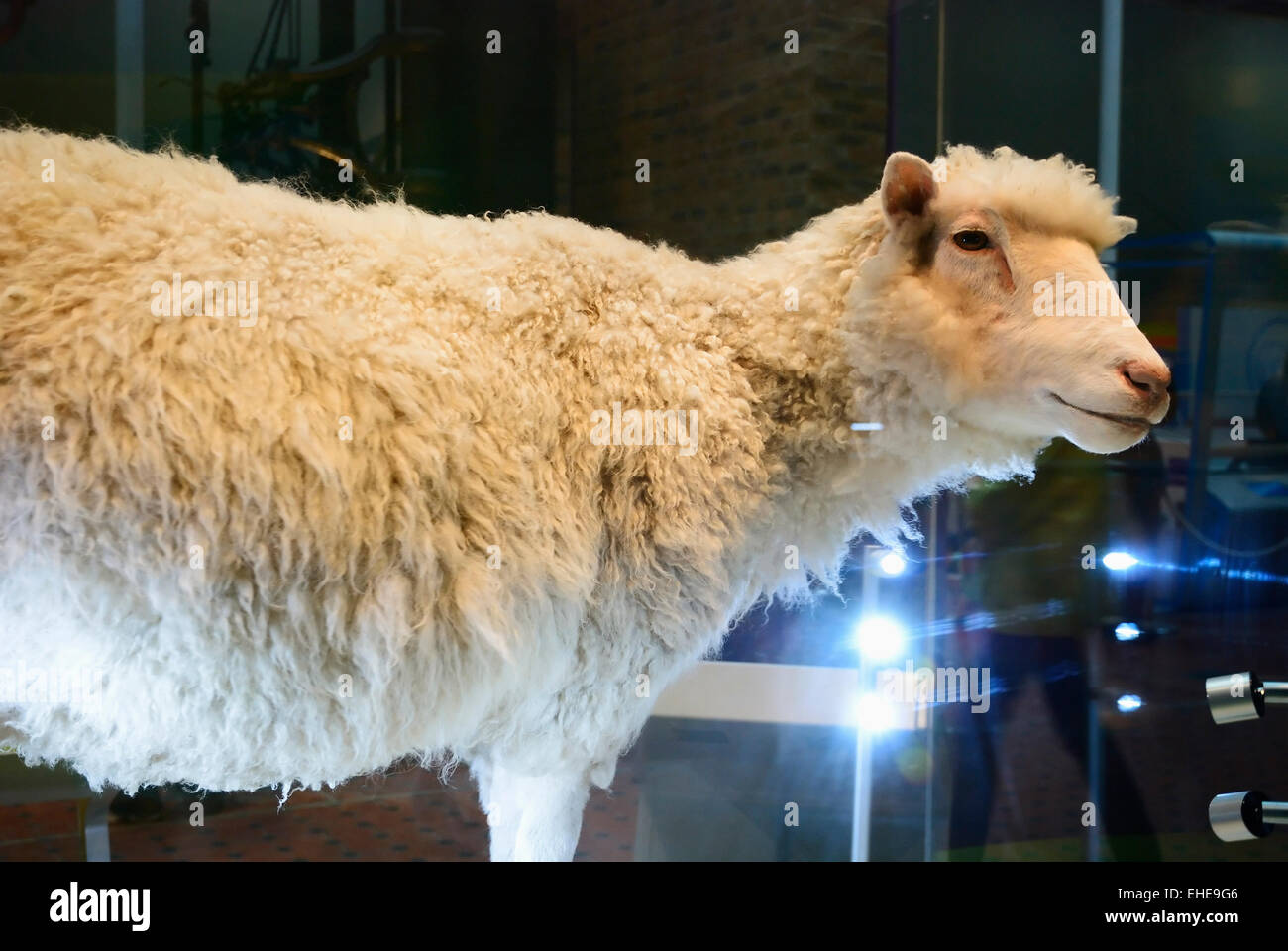 Dolly the sheep dolly the sheep hi-res stock photography and images - Alamy
