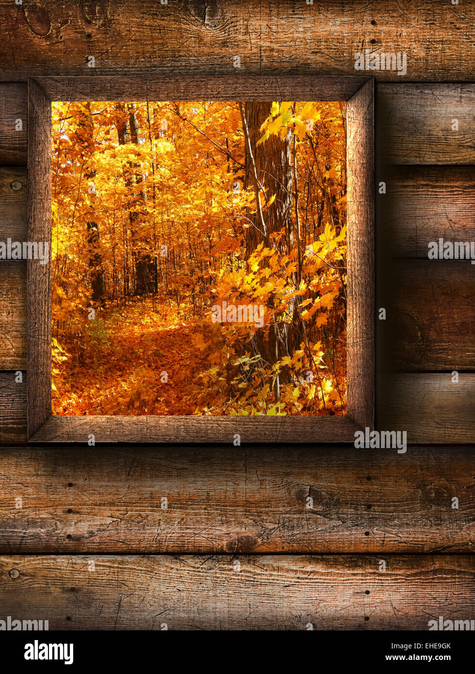Interior view of pine forest hi-res stock photography and images - Alamy