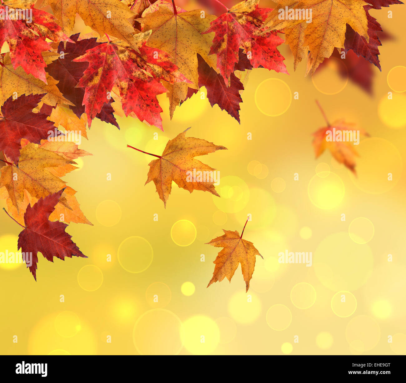 Branch of maple leaves isolated on white Stock Photo - Alamy