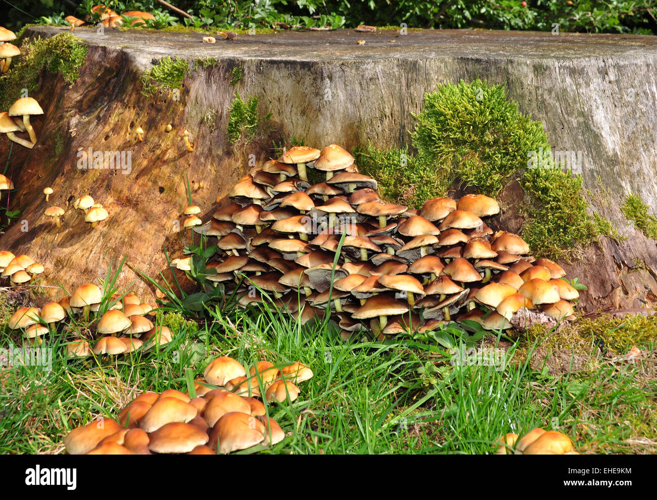 Mushrooms on a tree trunk Stock Photo - Alamy