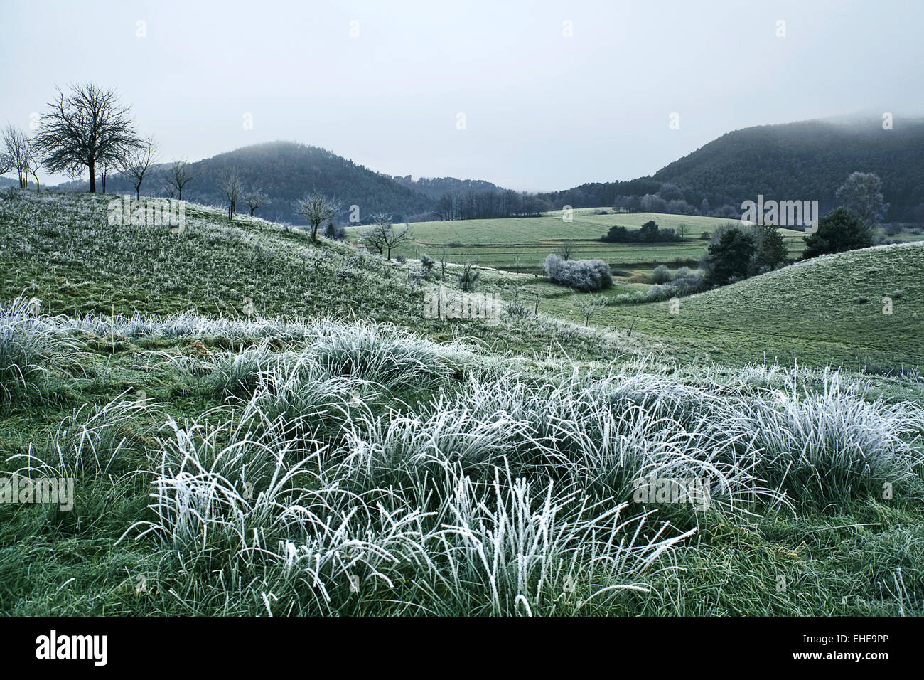 Willows in hoarfrost frost hi-res stock photography and images - Alamy