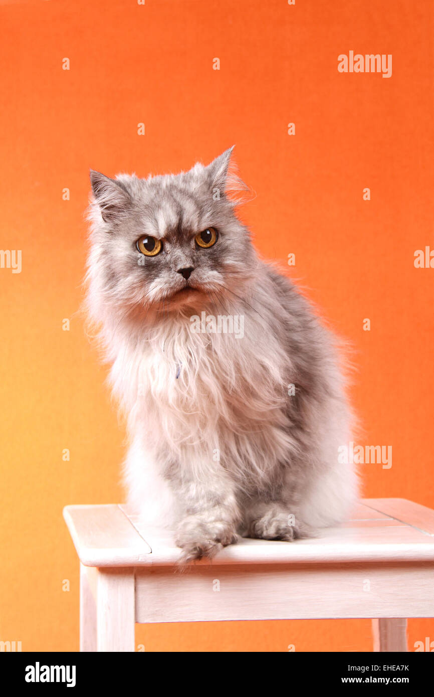 Persian tiger hi-res stock photography and images - Alamy