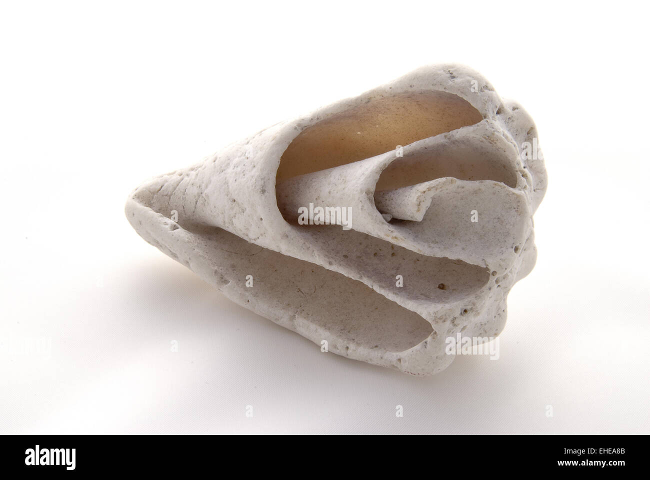 Snail forms hi-res stock photography and images - Alamy