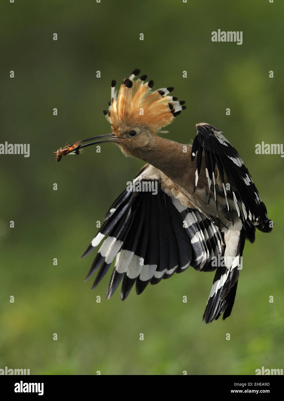 Hoopoe wildlife hi-res stock photography and images - Alamy
