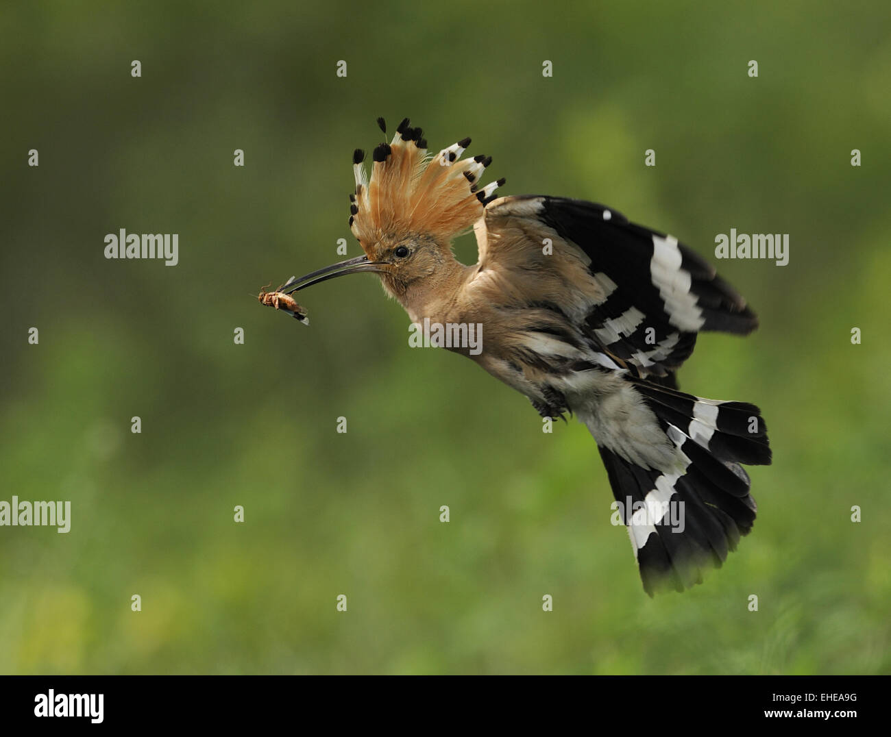 Hoopoe wildlife hi-res stock photography and images - Alamy