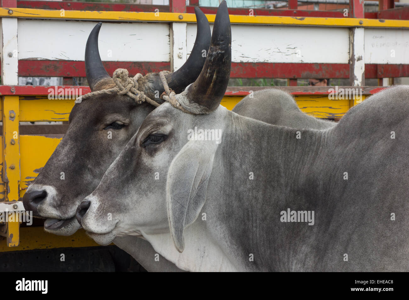 Oxen after a parade in San Jose, Costa Rica Stock Photo - Alamy