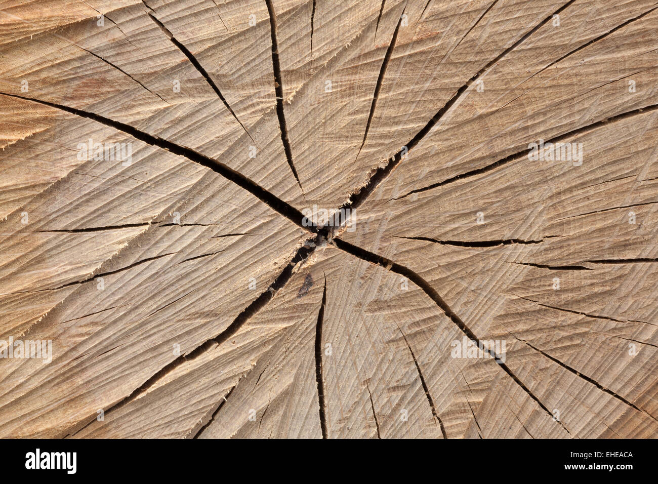 Wood texture of log cut in half Stock Photo - Alamy