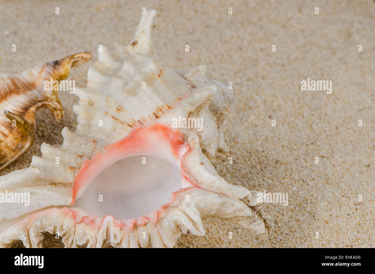 Conchs and shells on the beach sand background Stock Photo - Alamy