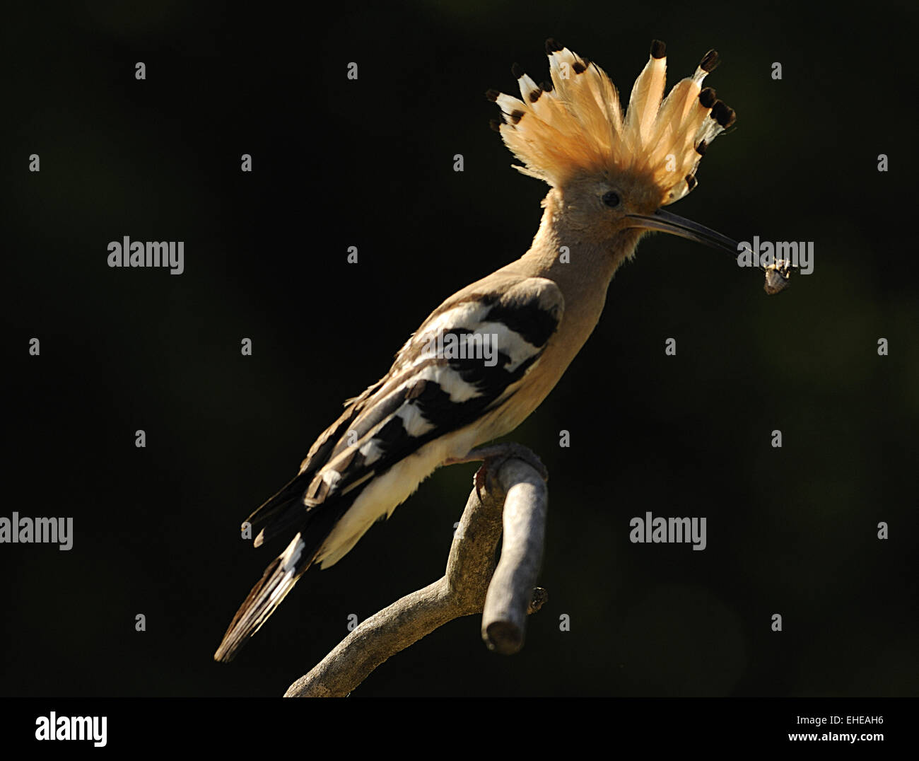 Hoopoe wildlife hi-res stock photography and images - Alamy