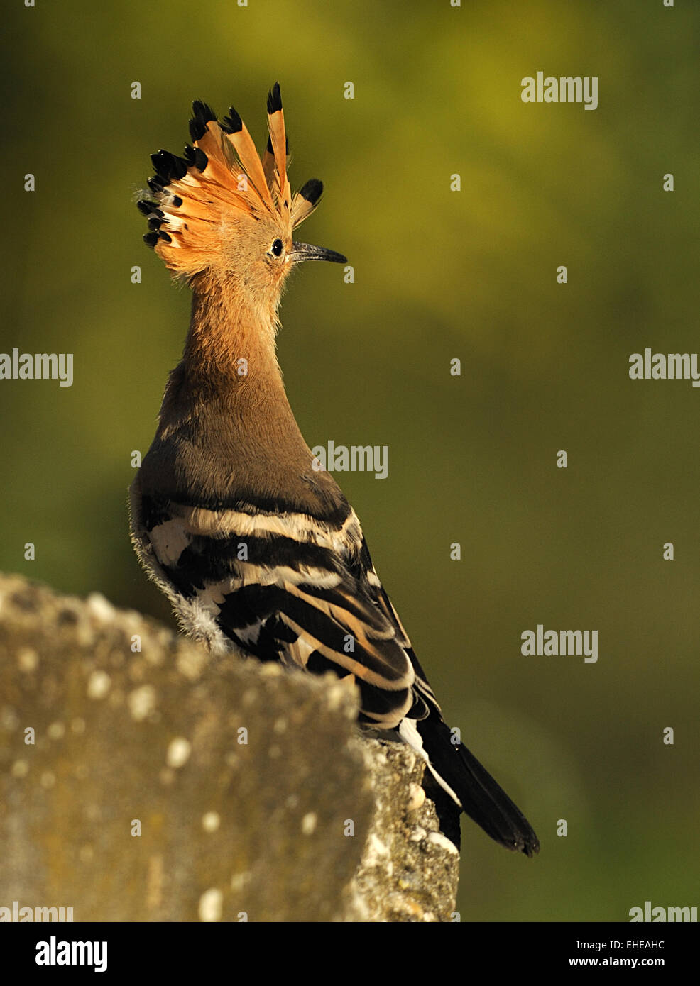 Hoopoe wildlife hi-res stock photography and images - Alamy