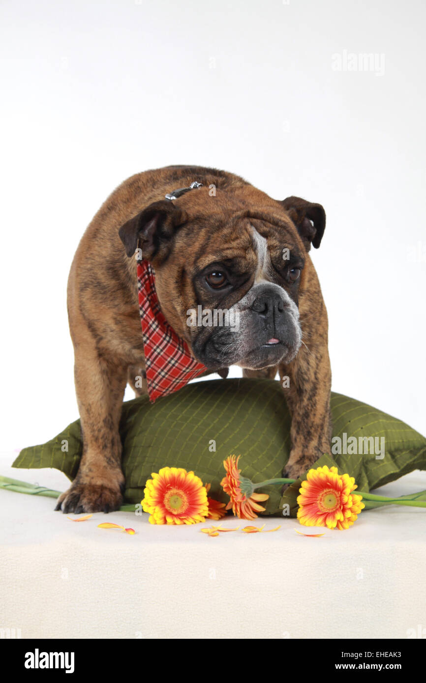 Bullenbeissen hi-res stock photography and images - Alamy