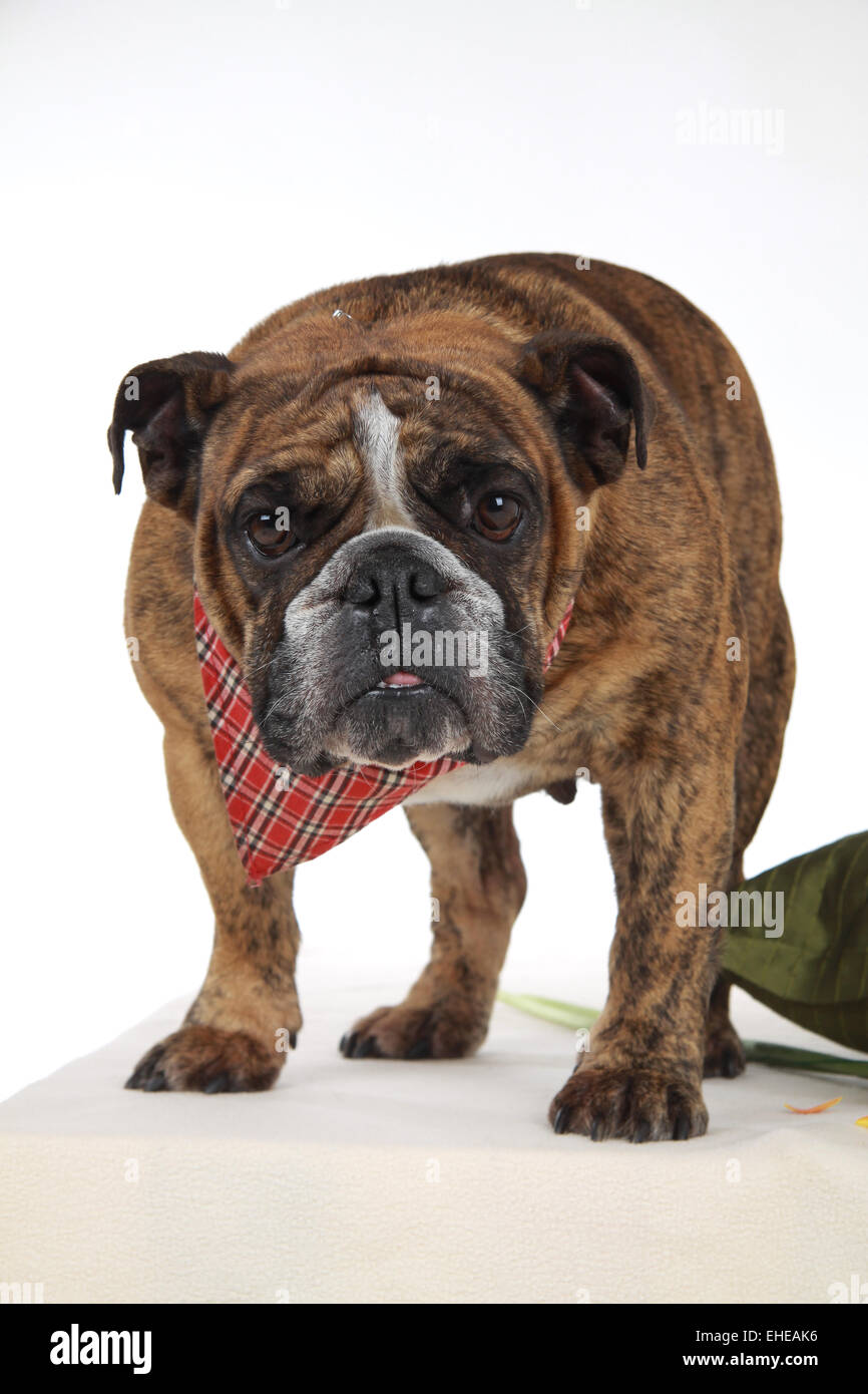 Female bulldogge hi-res stock photography and images - Alamy