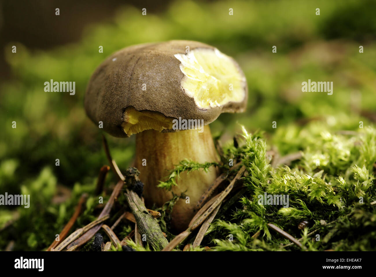 Pilzfoto hi-res stock photography and images - Alamy