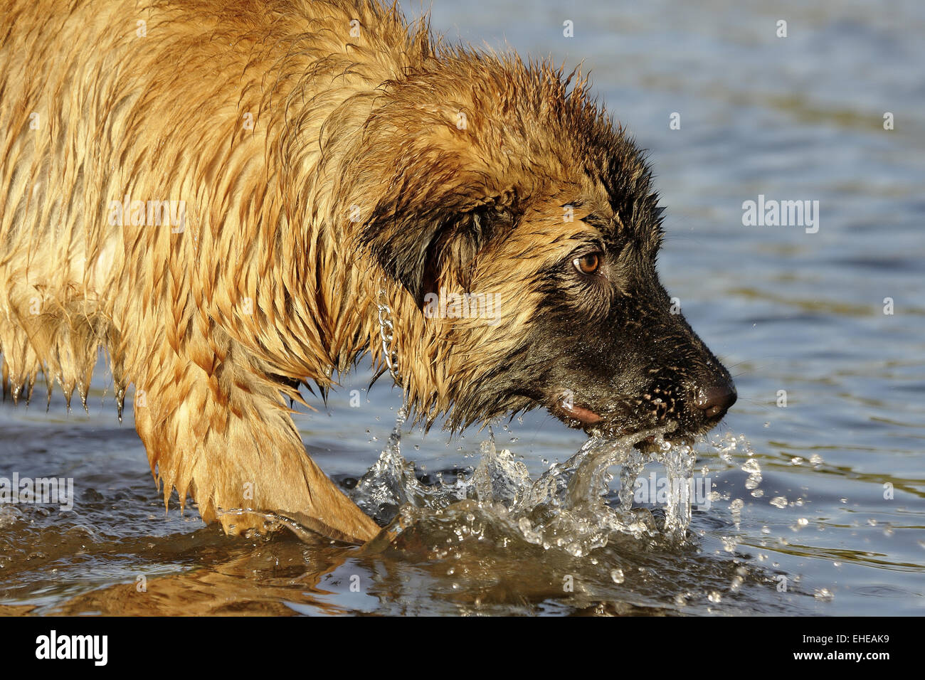 Ovtcharka hi-res stock photography and images - Alamy
