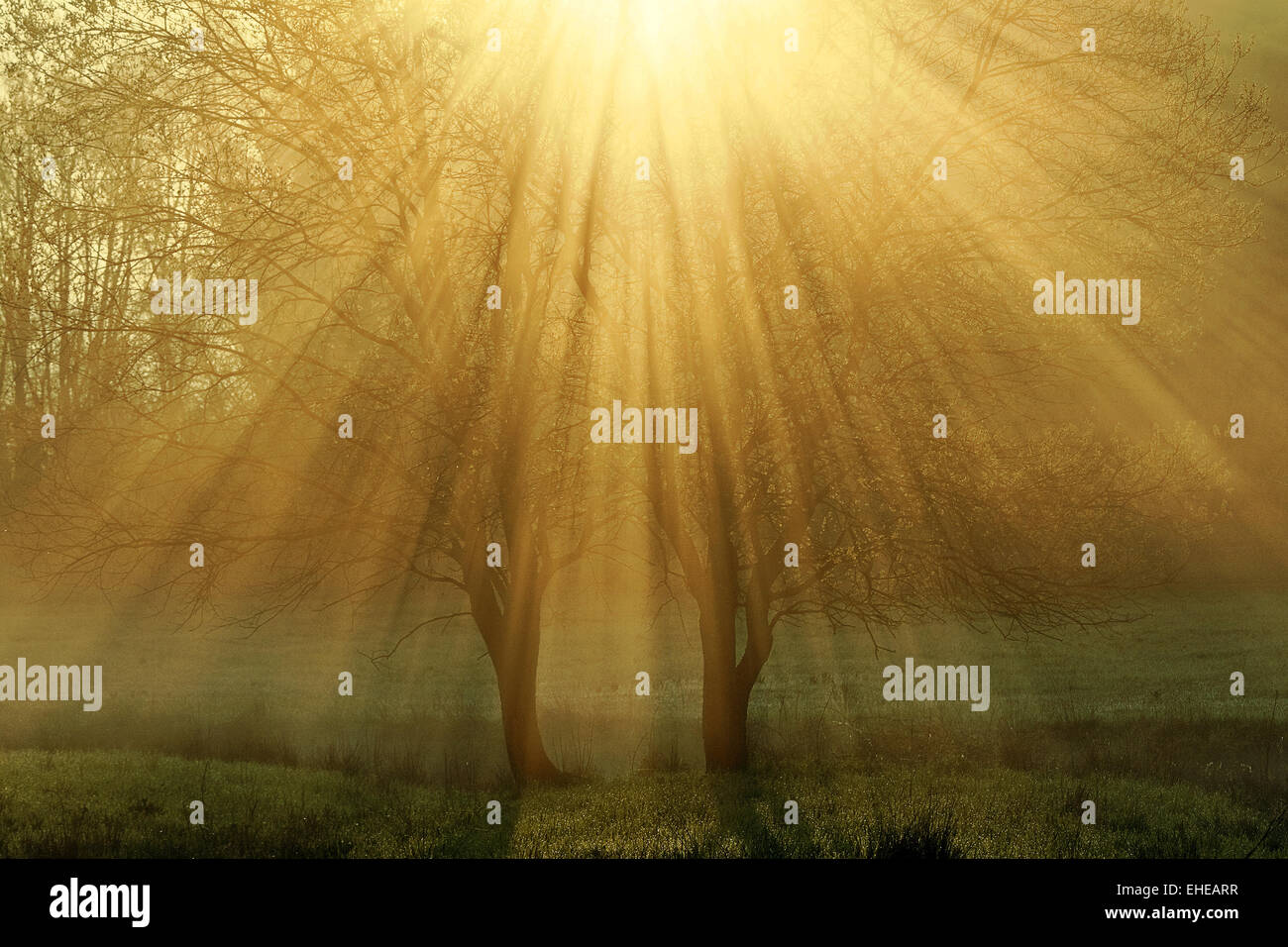 Sun rays shine trees hi-res stock photography and images - Alamy